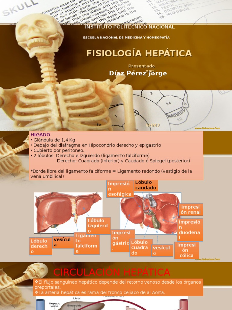 HIGADO FISIOLOGÍA | Hígado | Bioquímica