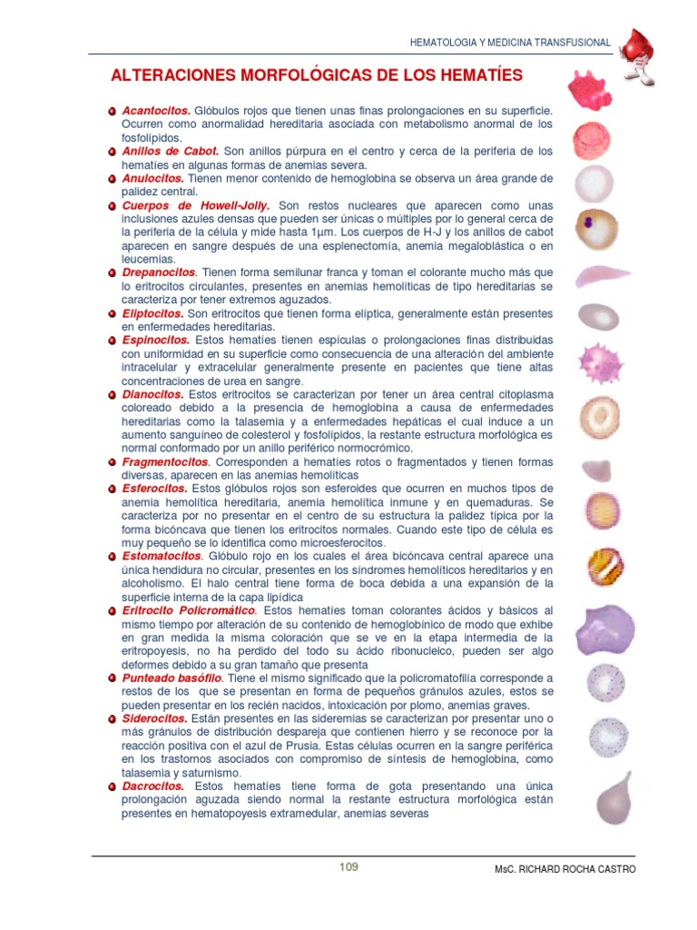 Atlas Alteraciones Morfologicas de Hematies PDF | PDF | Glóbulo rojo ...