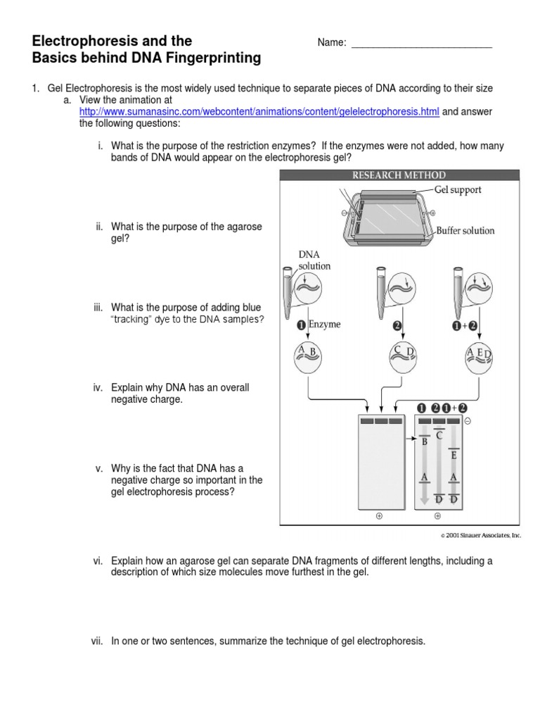 DNA Fingerprinting: Gel Electrophoresis Basics | PDF