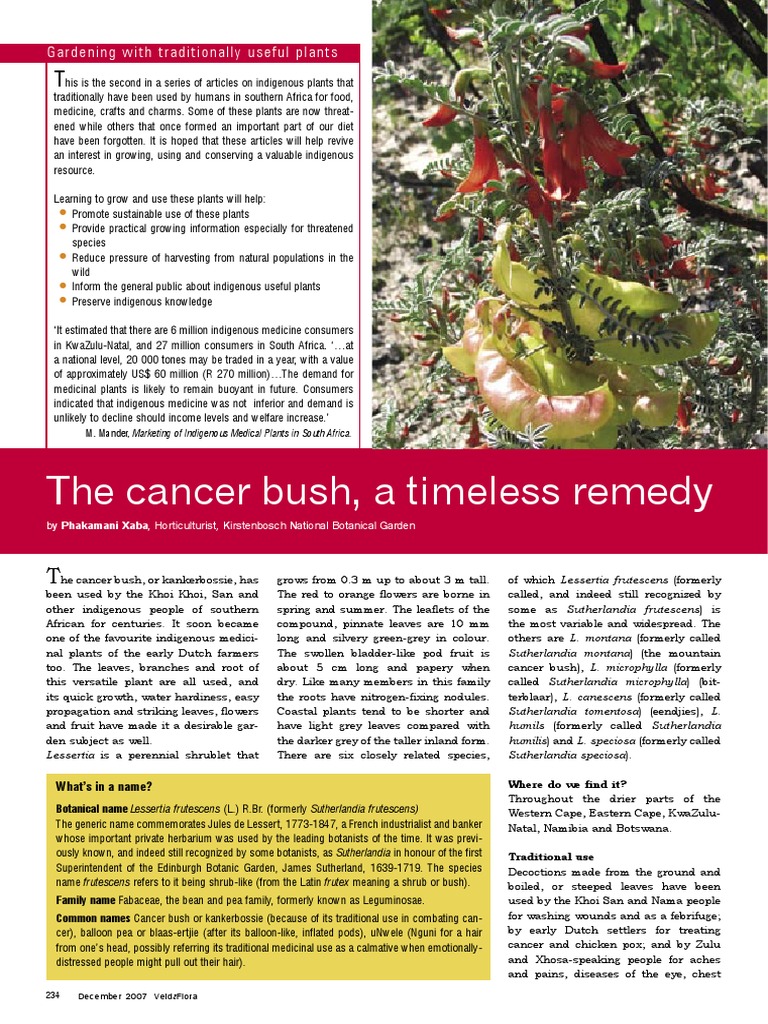 The Cancer Bush, A Timeless: Remedy | PDF | Traditional Knowledge | Botany