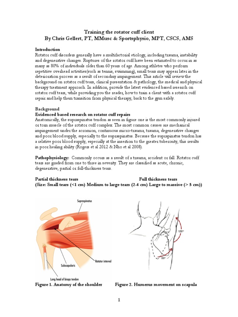 Training The Rotator Cuff Client 2015 | PDF | Shoulder | Limbs (Anatomy)