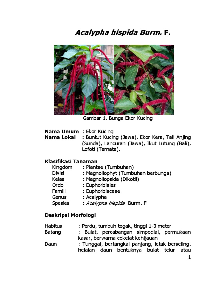 Katalog Tanaman Obat (Bunga) | PDF