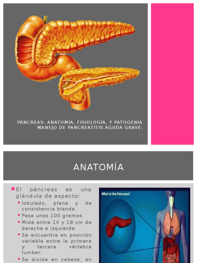 Páncreas.pptx