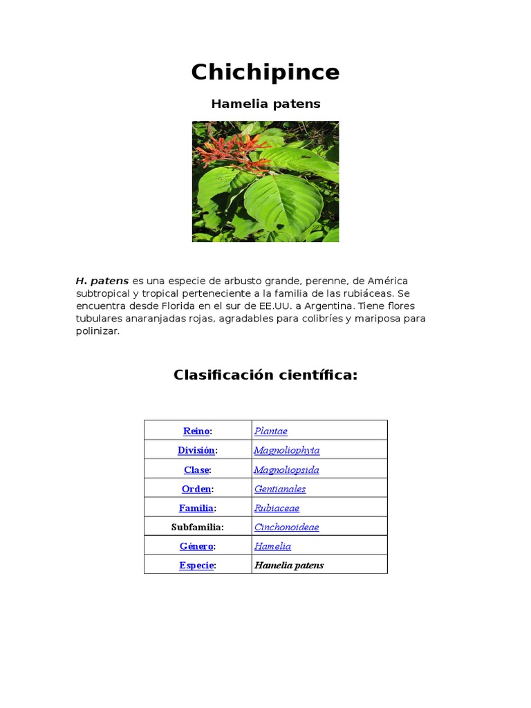 Chichipince | PDF | Plantas | Organismos