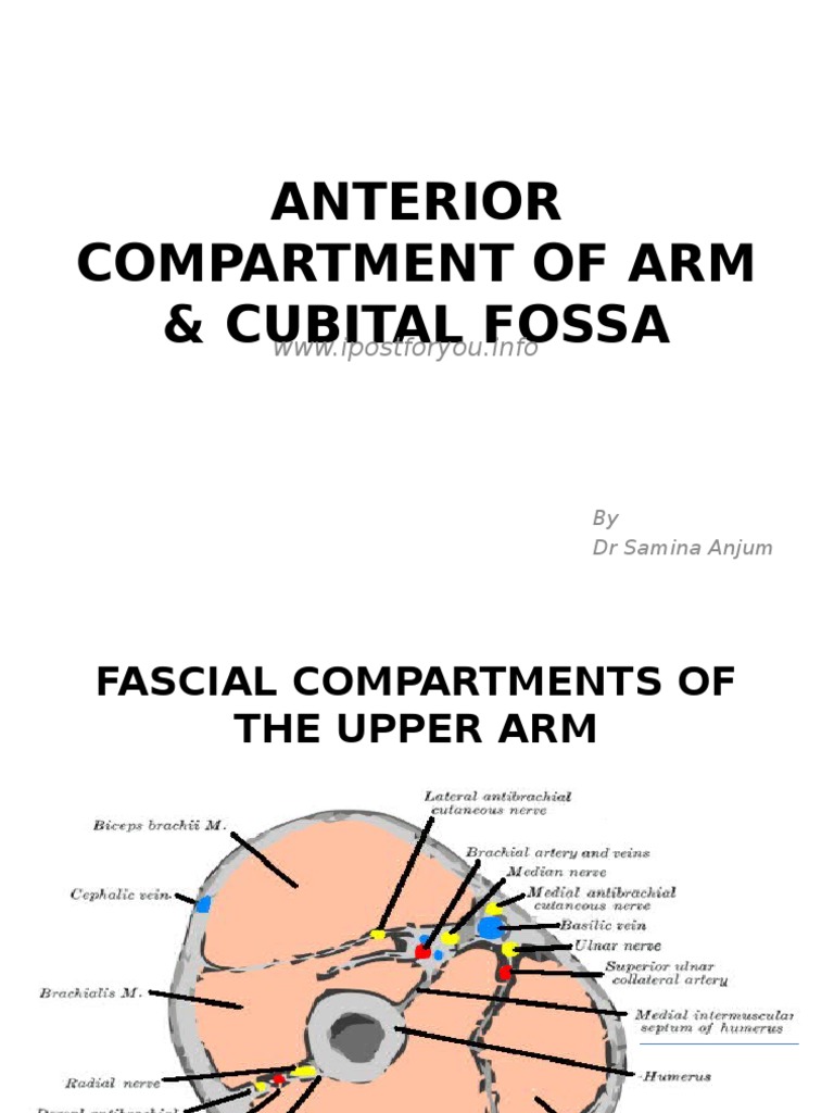 Anterior Compartment of Arm & Cubital Fossa | PDF | Arm | Elbow