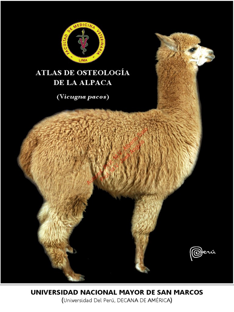Osteología de la Alpaca Adulta | PDF | Vértebra | La columna vertebral