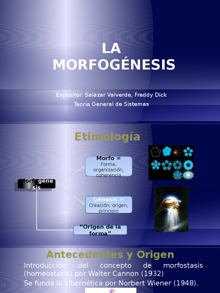15 Morfogénesis | PDF | Realimentación | Homeostasis
