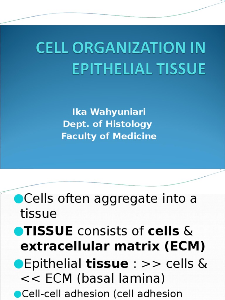 Epithelial Tissue: Structure & Function | PDF | Epithelium | Cell Adhesion