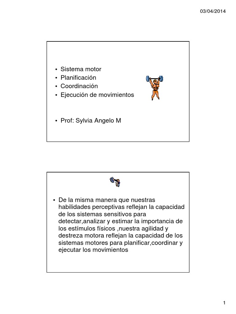 Sistema Motor | PDF | Cerebelo | Neurona motora