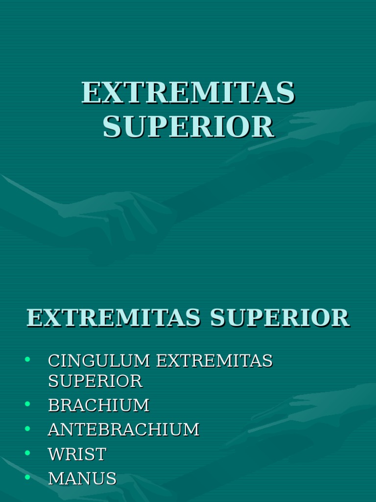 Extremitas Superior | PDF