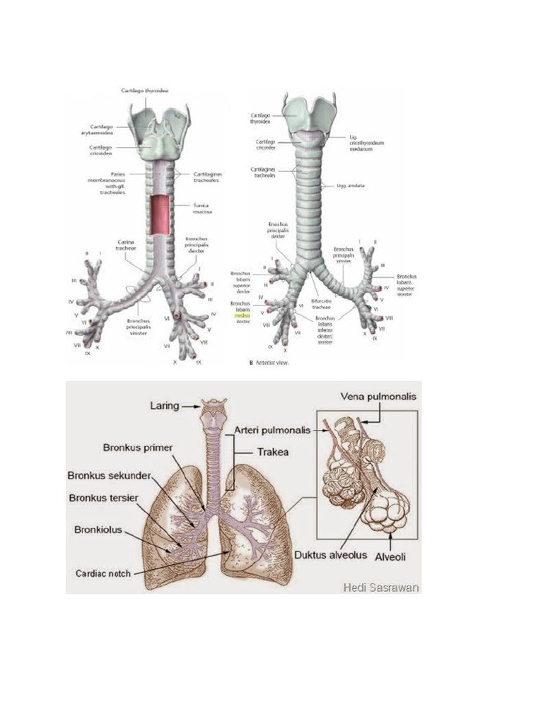 Anatomi Dan Fisiologi Bronkus | PDF