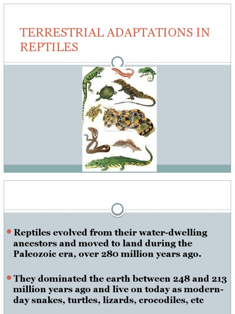 TERRESTRIAL ADAPTATIONS IN Reptiles | PDF | Reptile | Egg