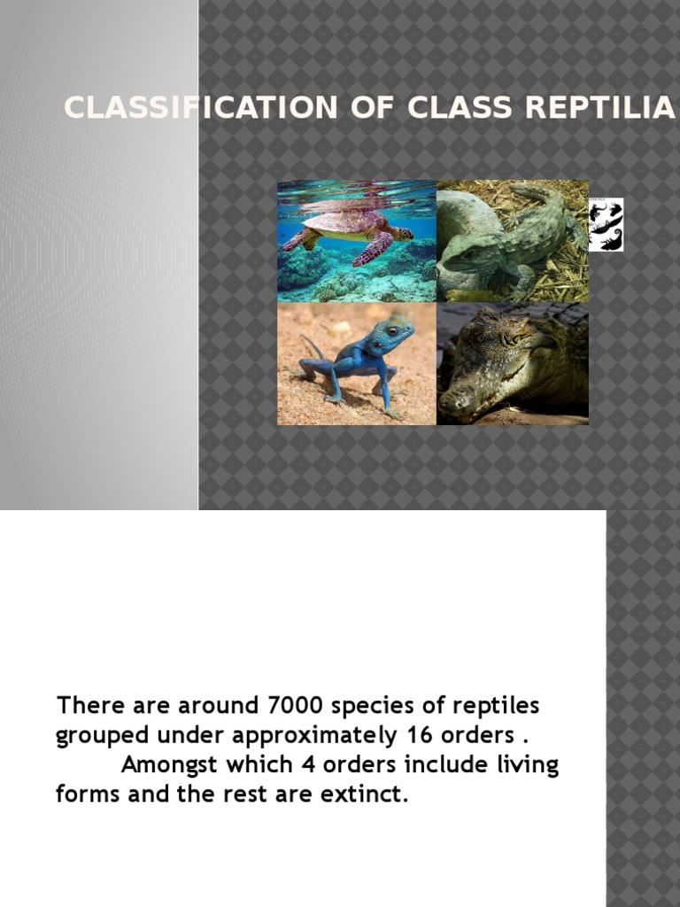 Classification of Class Reptilia | PDF | Reptile | Turtle