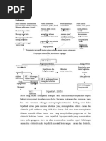 Pathway Febris | PDF