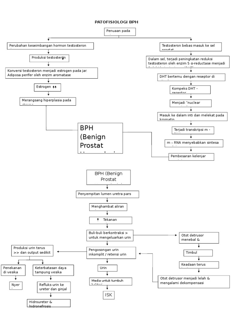 Patofisiologi BPH | PDF