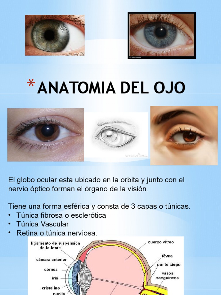 Anatomía Del Ojo | PDF | Ojo humano | Percepción visual