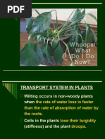 WORKSHEET-Plant Transport | PDF