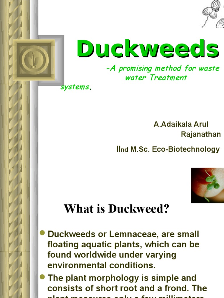 Duckweed | PDF | Biofuel | Water