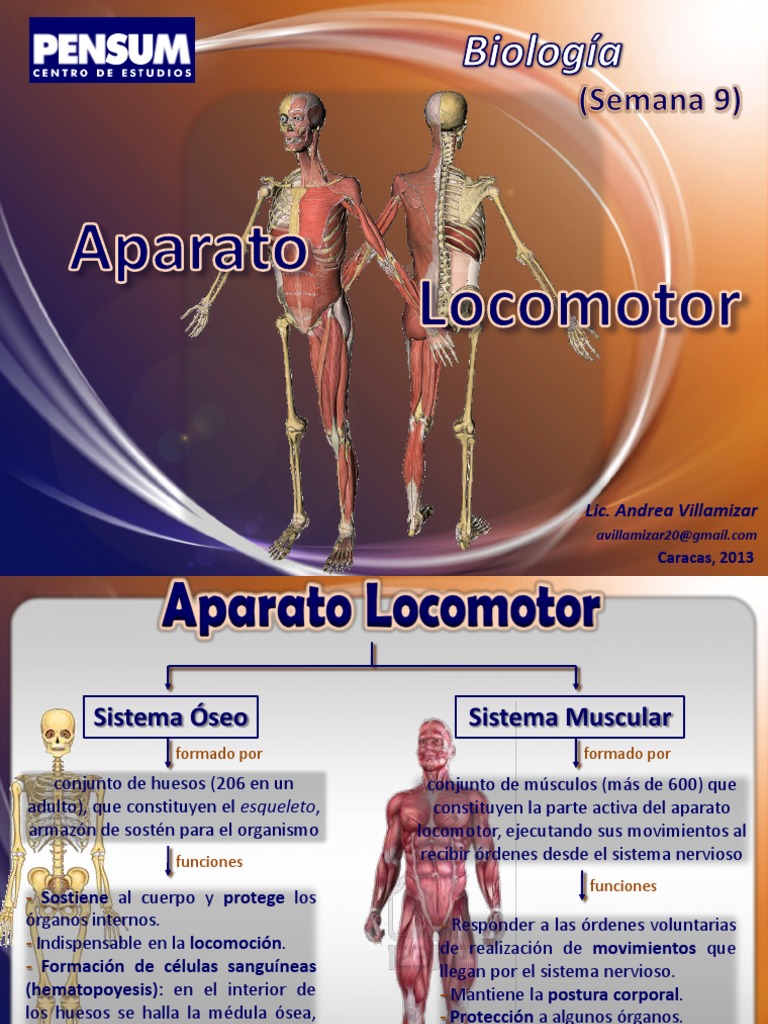 Anatomía del Aparato Locomotor | PDF | Hueso | Músculo