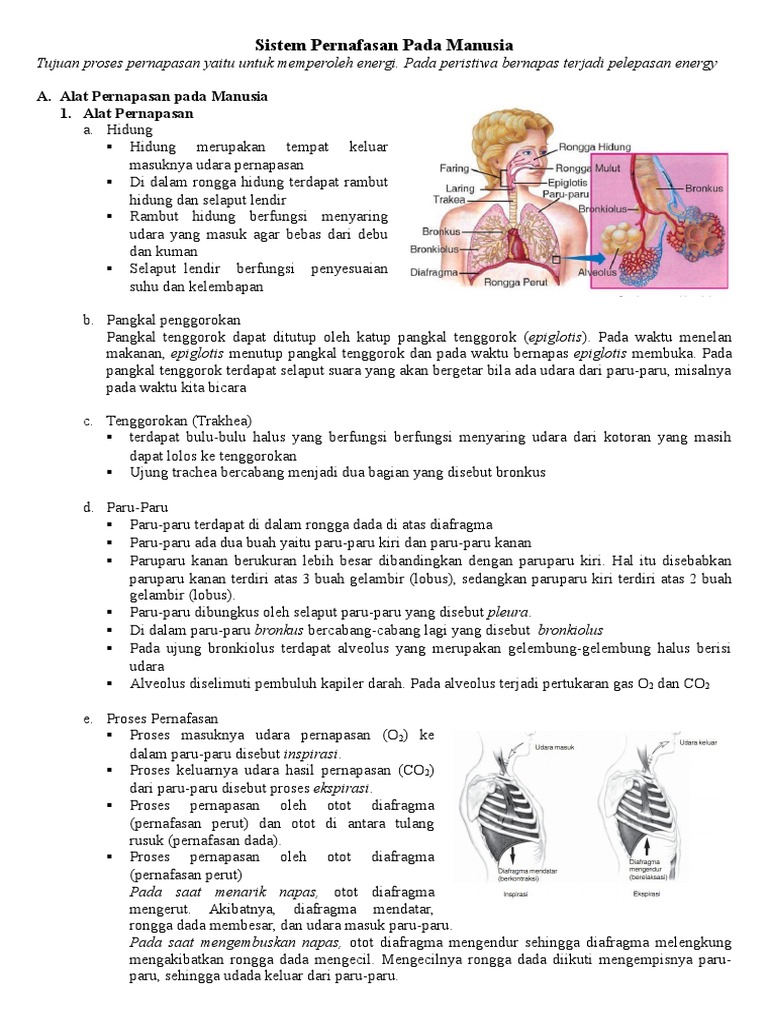 Sistem Pernafasan Pada Manusia | PDF