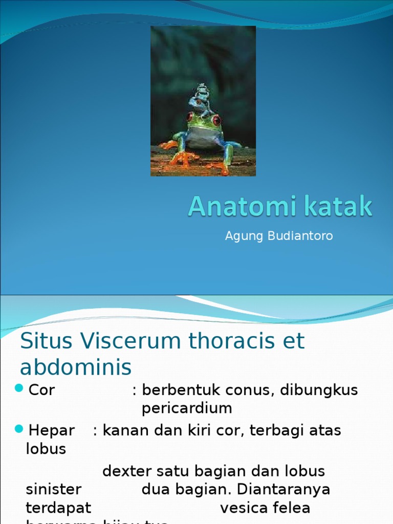 Anatomi Katak | PDF