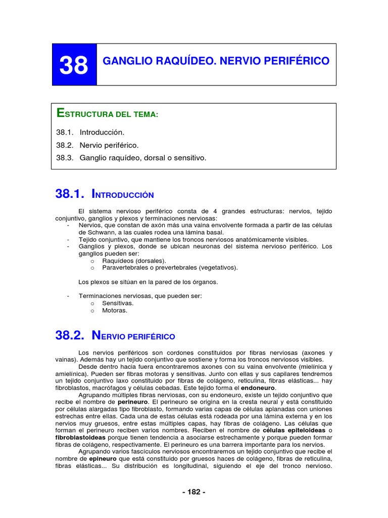 Ganglio Raquideo | PDF | Nervio | Neurona