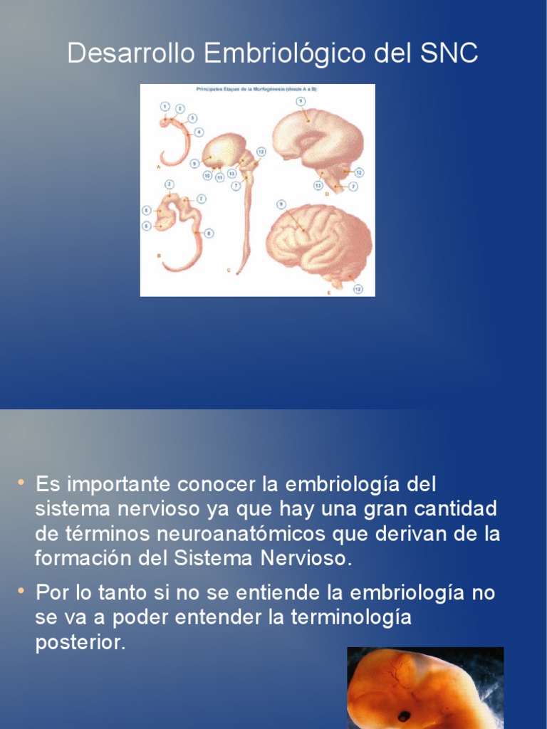 Clase 3 Embriologia | PDF | Médula espinal | Neurobiología