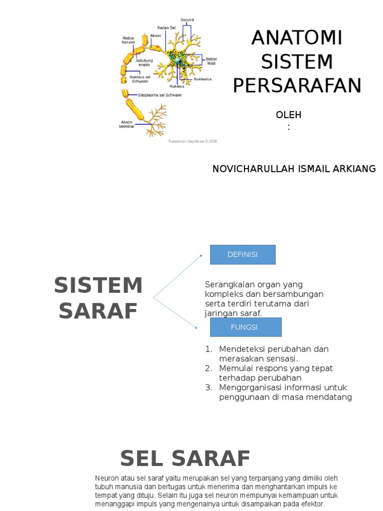 Anatomi Sistem Persarafan | PDF | Pengembangan Diri