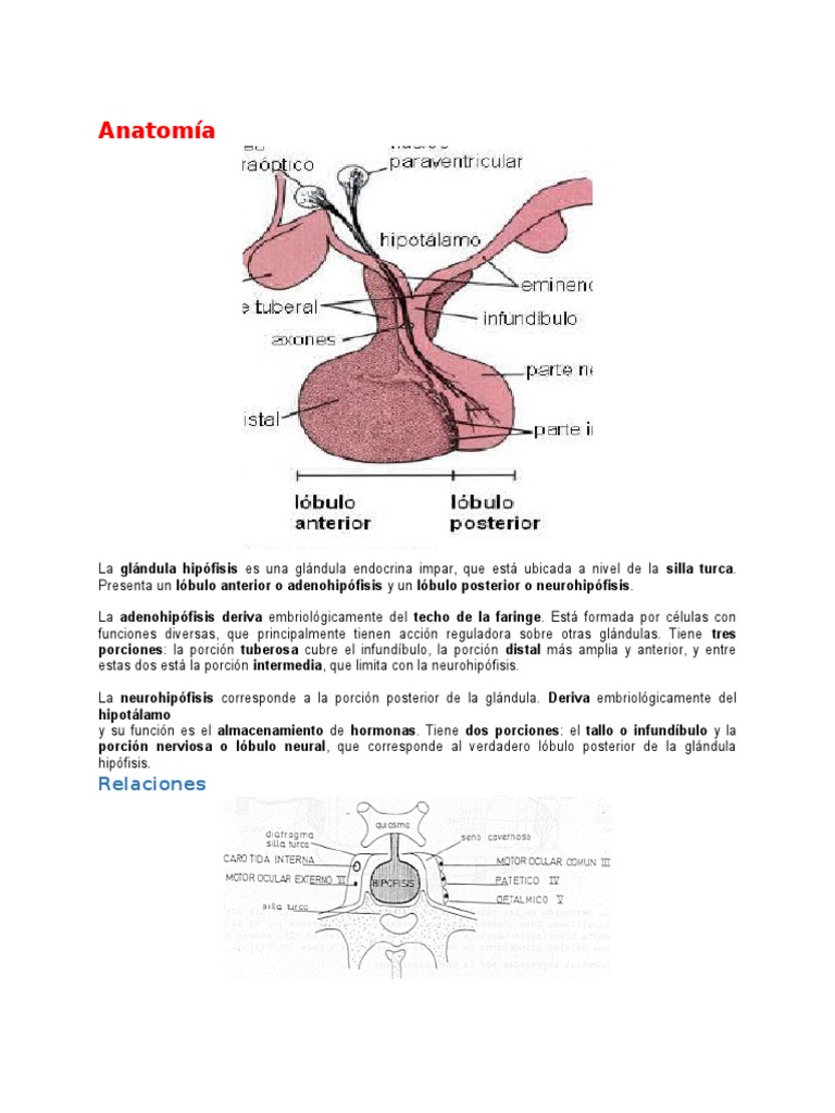 Anatomía hipofisis | Glándula pituitaria | Anatomía humana | Prueba ...