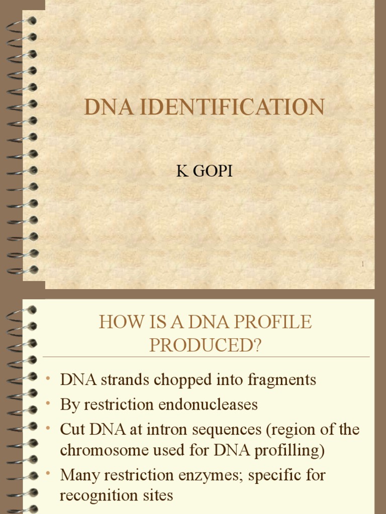 Dna Identification: K Gopi | PDF | Dna Profiling | Gel Electrophoresis