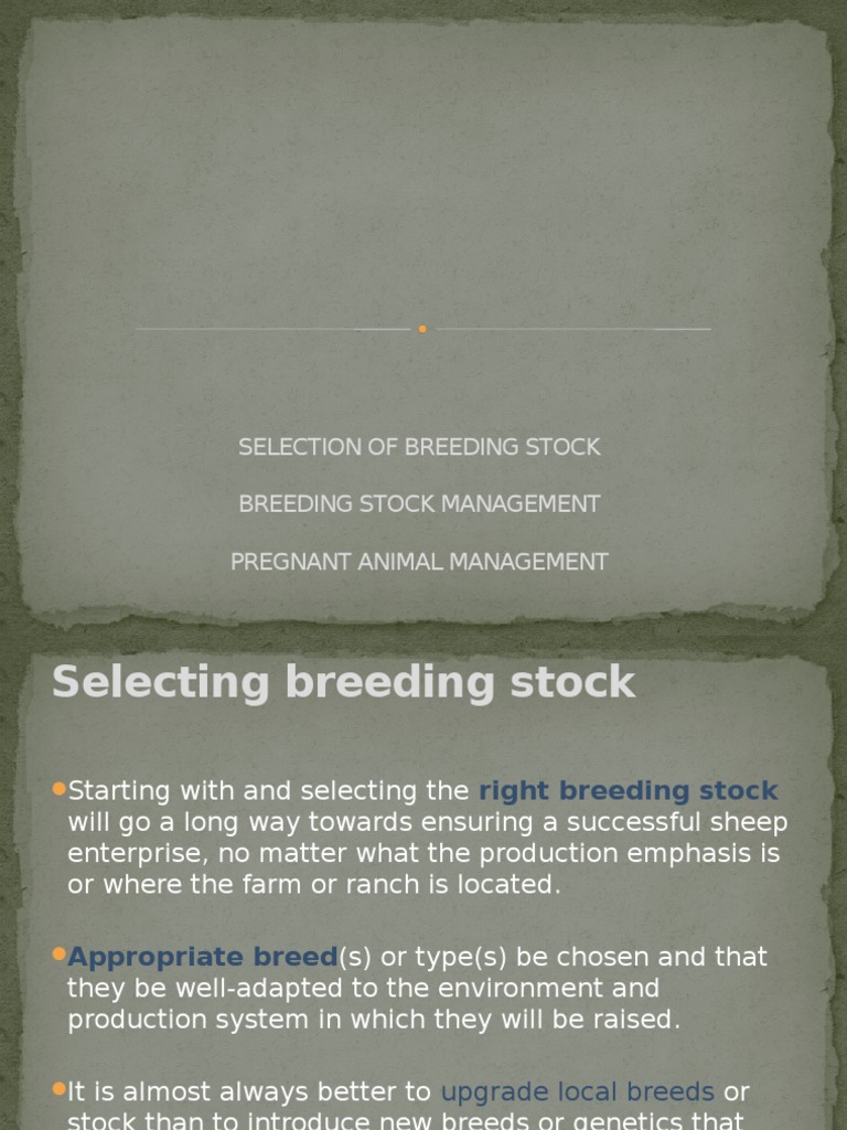 Breeding Stock Management 1 | PDF | Sheep | Selective Breeding