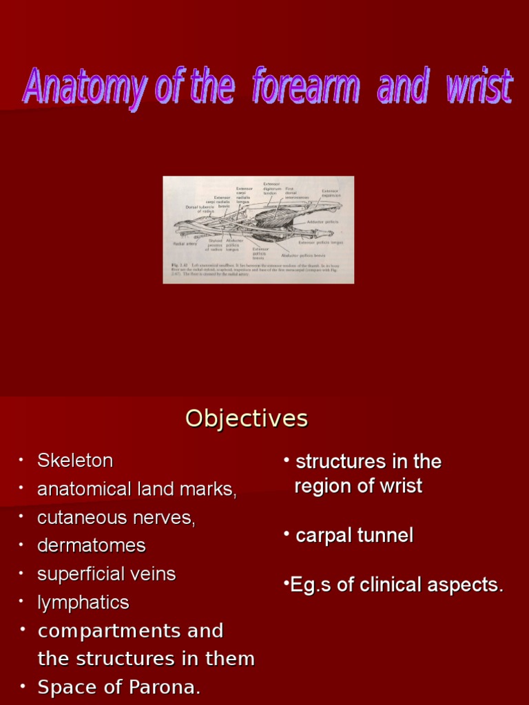 Forearm Anatomy Overview | PDF | Thumb | Soft Tissue