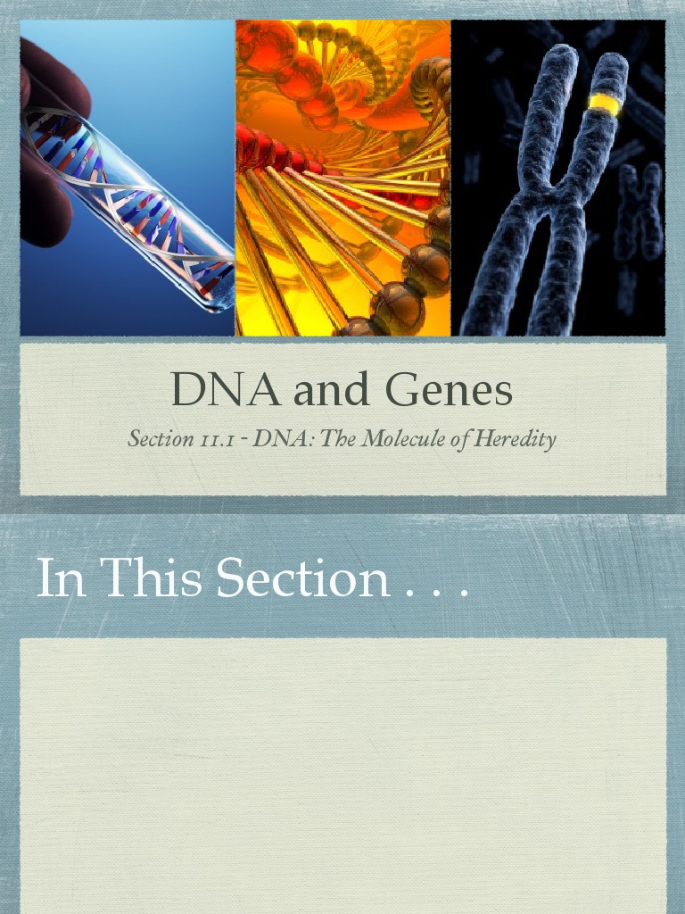 DNA Basics for Biology Students | PDF | Rna | Translation (Biology)