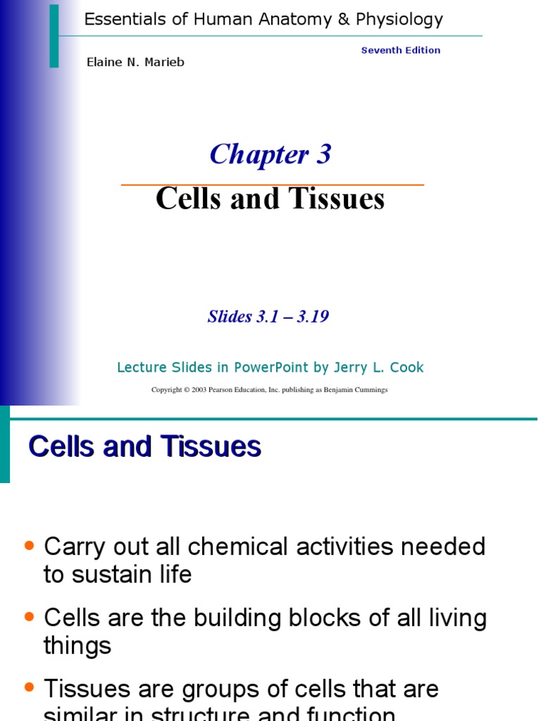 Cells Andtissues Power Point | PDF | Epithelium | Mitosis
