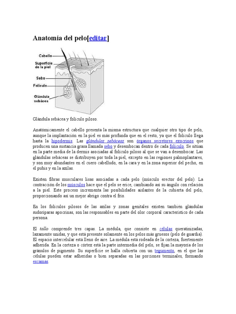 Anatomía Del Pelo | Descargar gratis PDF | Pelo | Apariencia humana