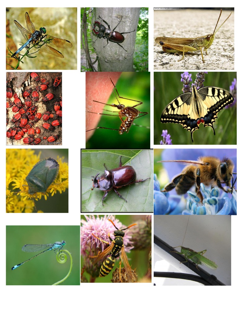 Kartice Za Prepoznavanje Insekata | PDF
