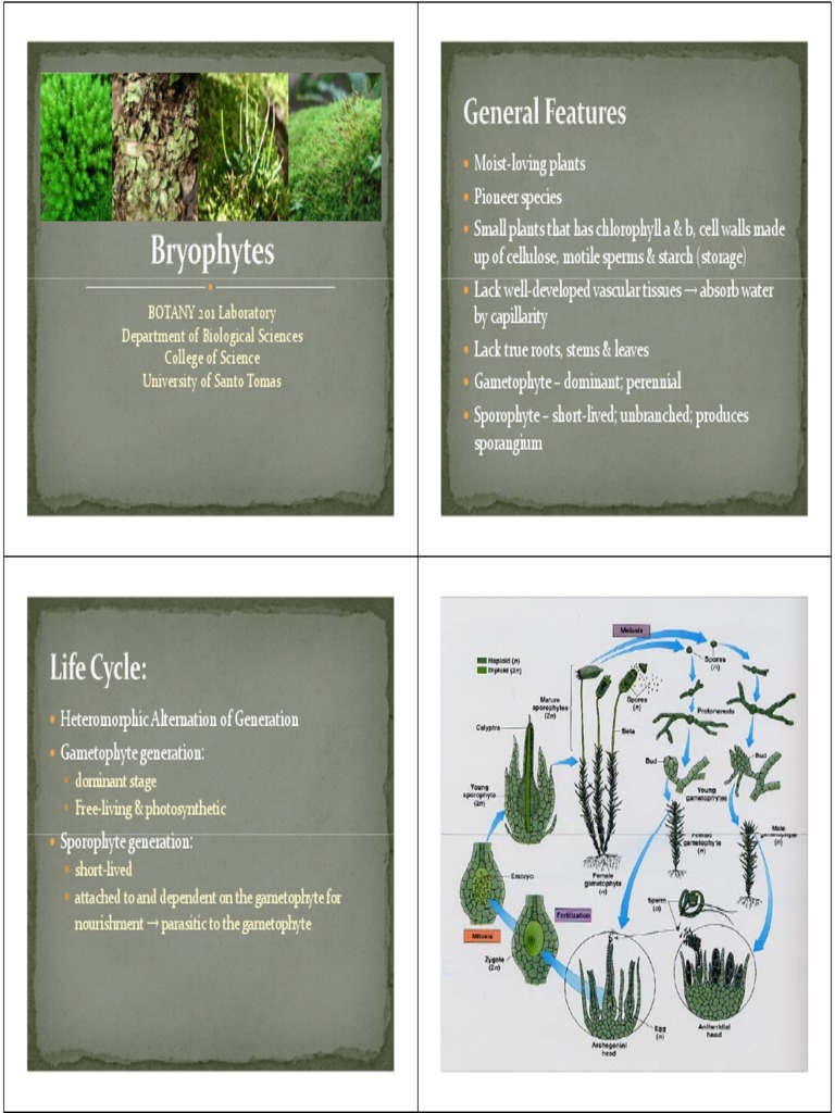 Bryophytes.pdf | Moss | Plant Morphology