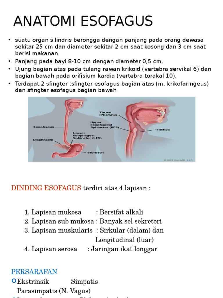Anatomi Esofagus | PDF