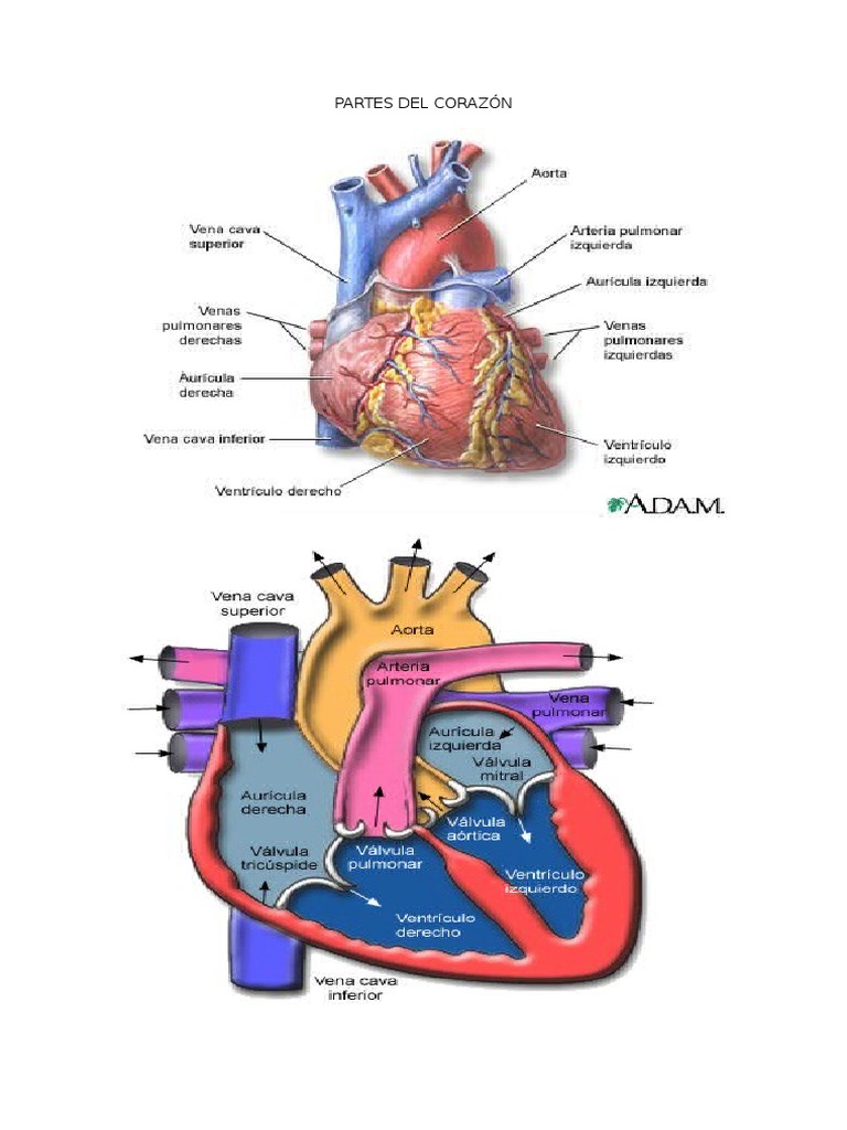 Partes Del Corazón | PDF