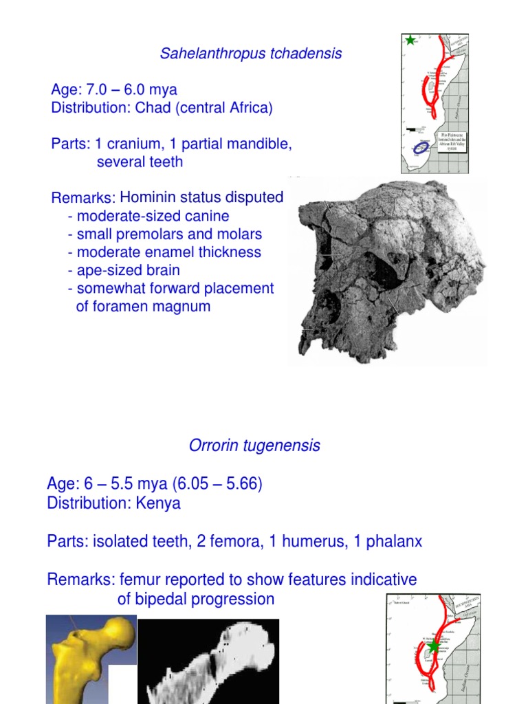 Lab10 Early Hominins Reference Slides | PDF | Paleoanthropology | Ape