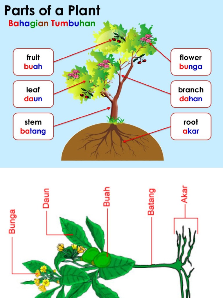 Bahagian Tumbuhan | PDF