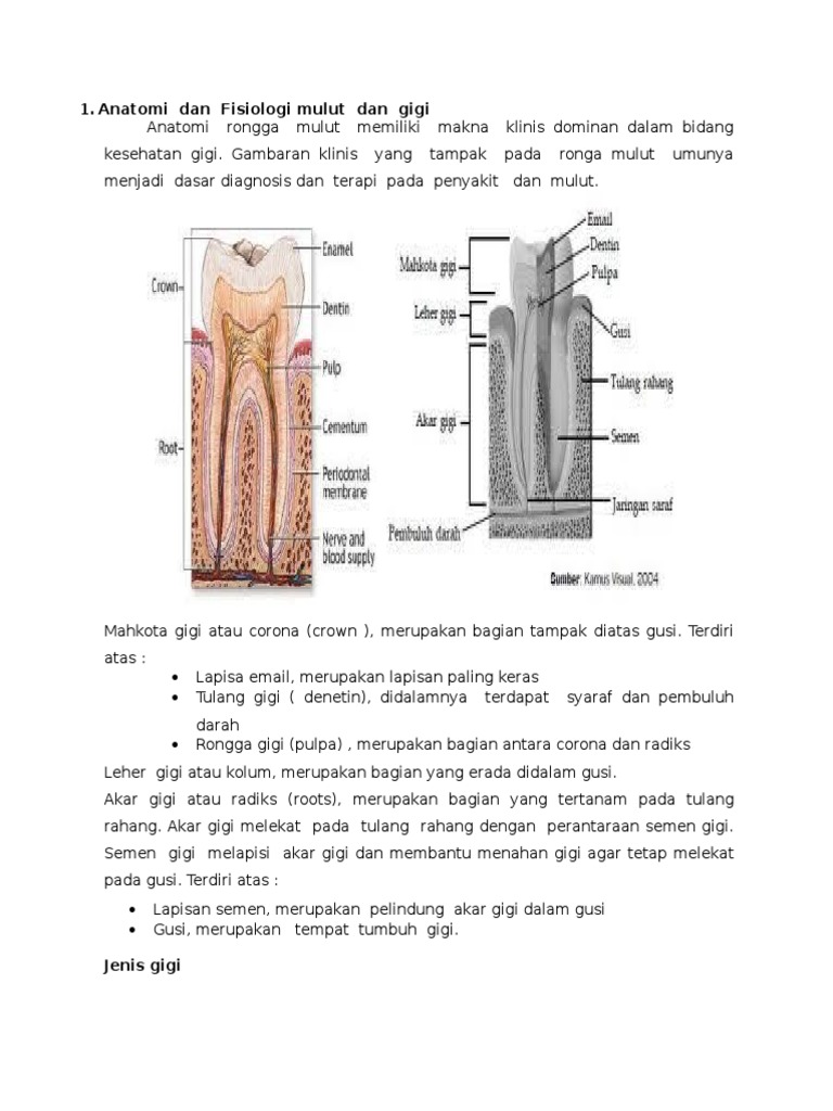 Fisiologi dan Anatomi Mulut Manusia | PDF