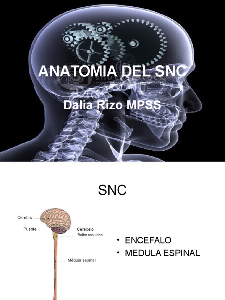 Anatomía del Sistema Nervioso Central | PDF | Cerebro | Hemisferio cerebral