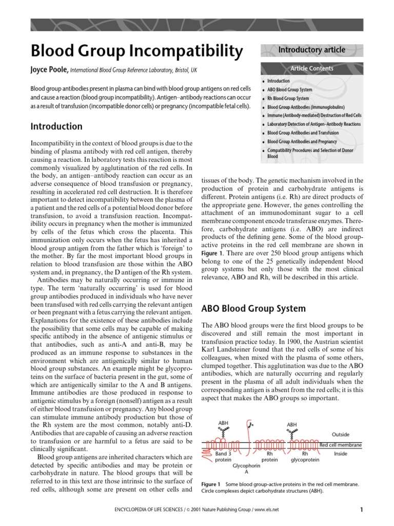 Blood Group Incompatibility | PDF | Blood Type | Antibody