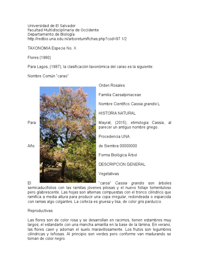 Ficha Carao | PDF | Arboles | Fruta