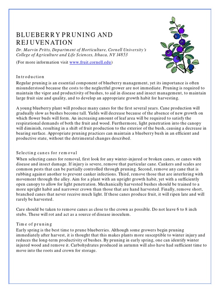 Maintaining Blueberry Bush Vigor and Productivity Through Strategic ...