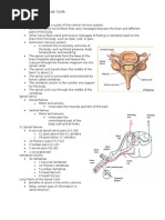 ASIA Impairment Scale for Spinal Injury | PDF | Anatomical Terms Of ...