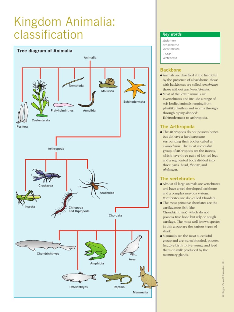 Kingdom Animalia: Classification | PDF