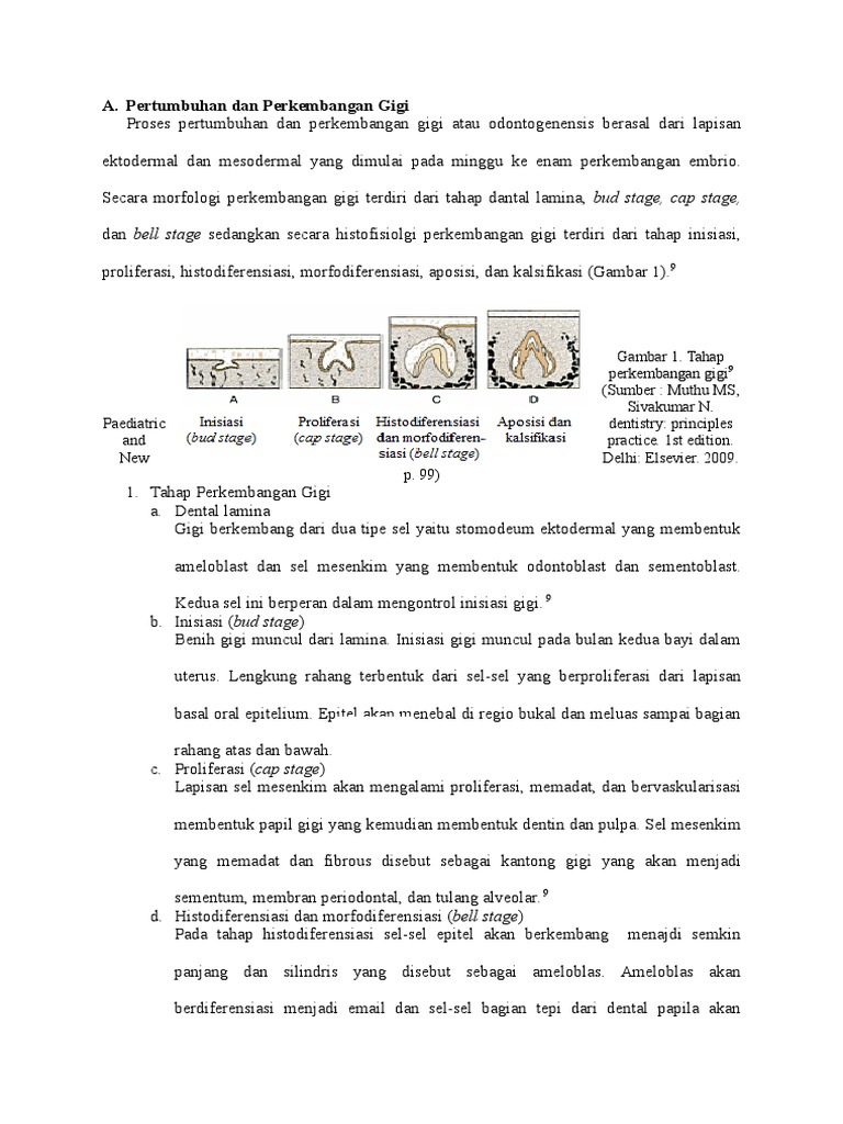 Pertumbuhan Dan Perkembangan Gigi | PDF