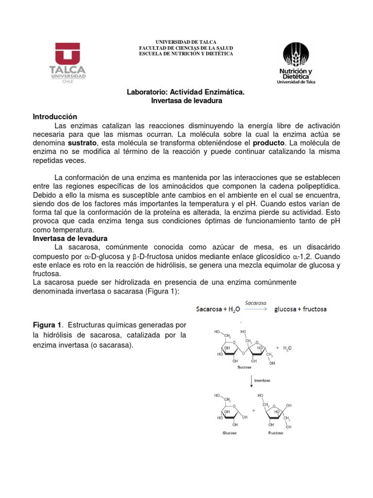 Actividad Enzimática de Invertasa | PDF | Enzima | Sacarosa